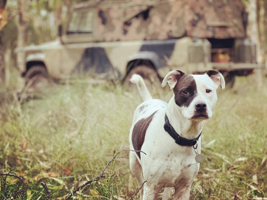 Macks – Australian Frontline Machinery | Ex-Military Auctions